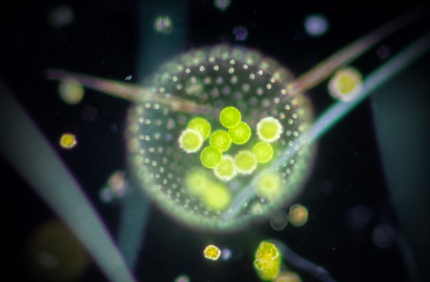 Solutex’s vision for omega-3 innovation - Solutex